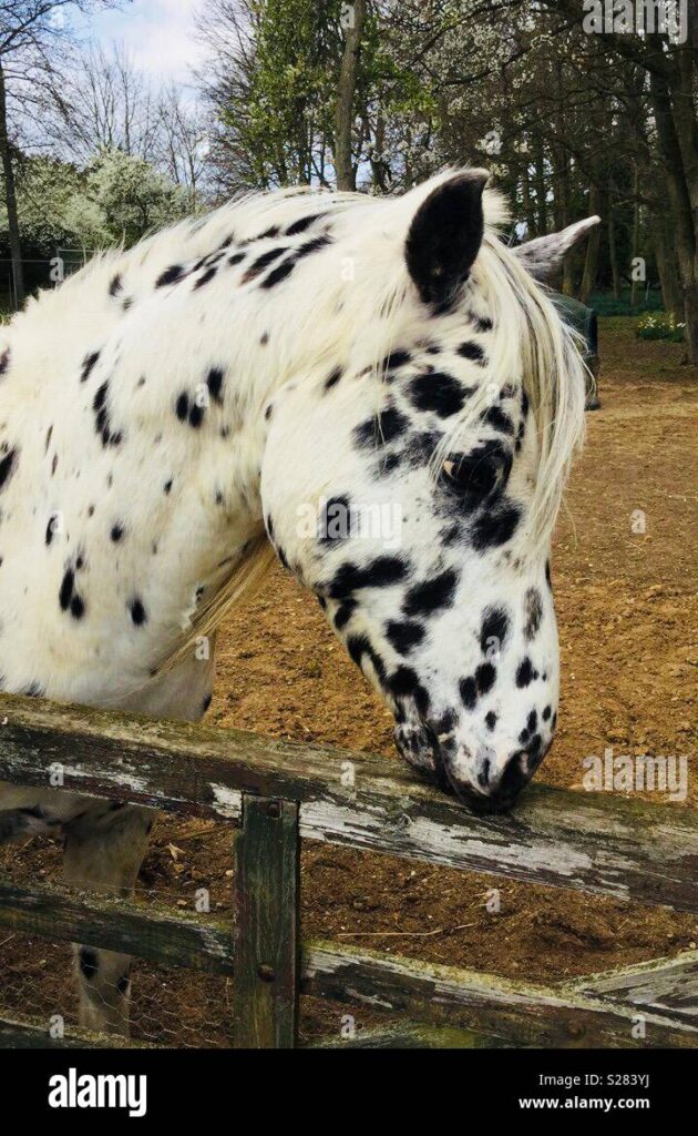 Partes de la montura de un caballo