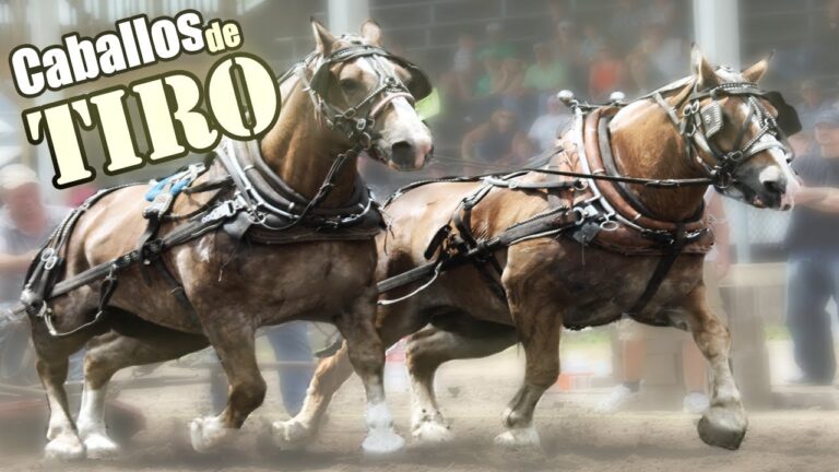 Caballos de tiro y arrastre