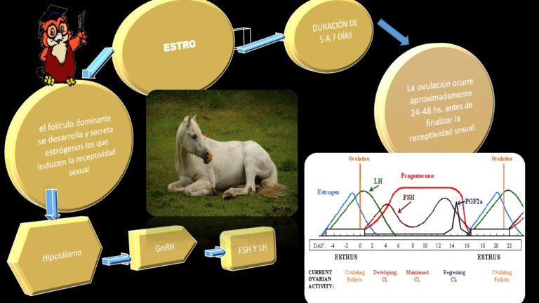 Ciclo estral de la yegua