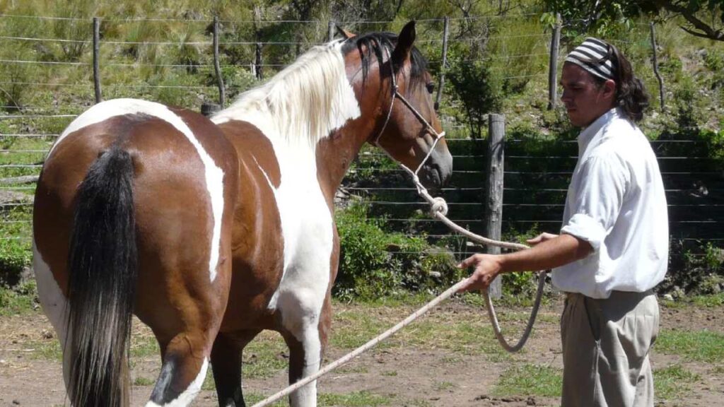 Como domar a un caballo