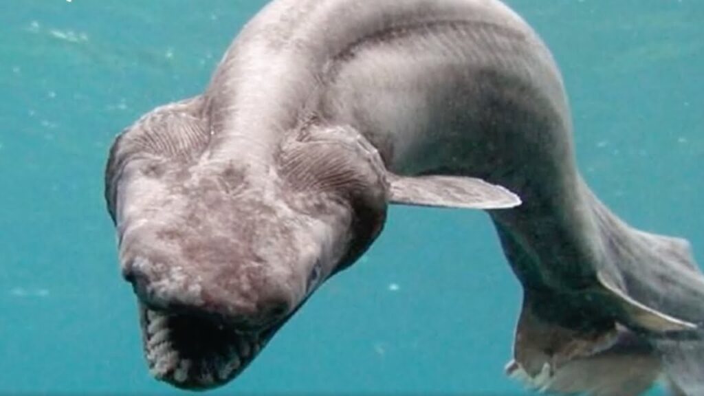 El tiburon mas raro del mundo