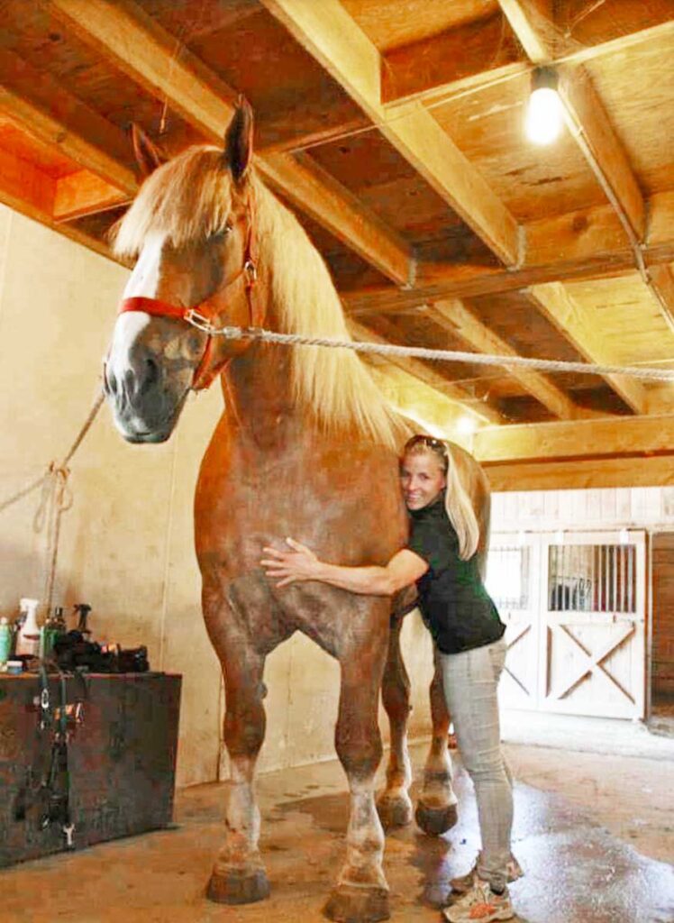 El caballo más grande del mundo