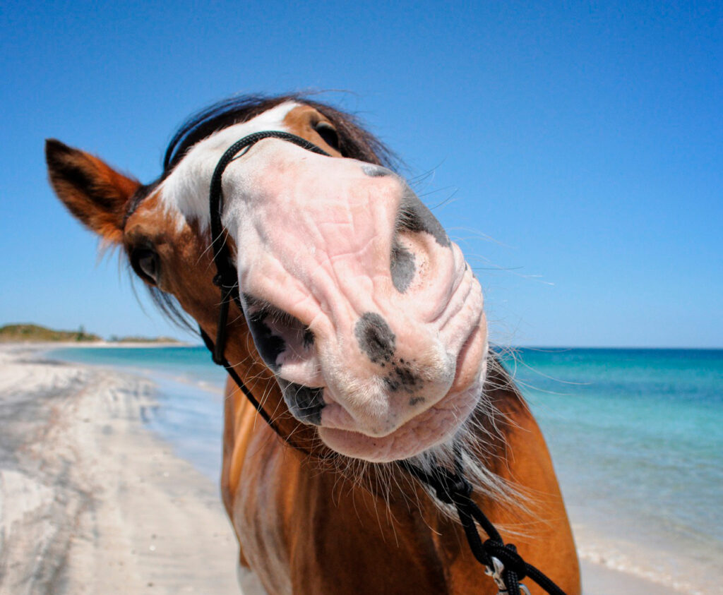Cómo hacer feliz a un caballo - 5 consejos para mantener a tu caballo ...