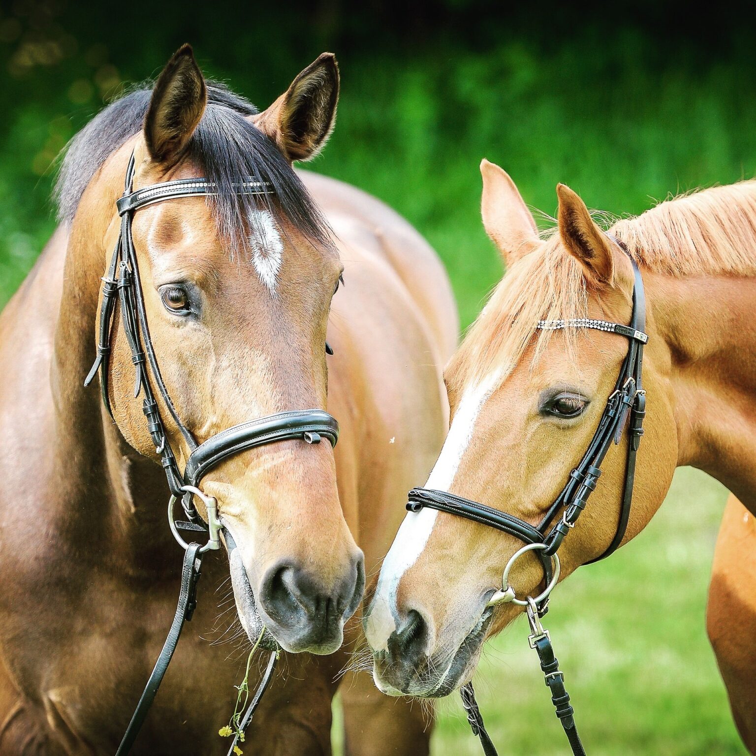 Cómo se reproducen los caballos: todo lo que necesitas saber