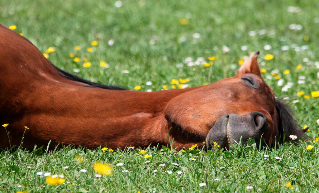Cómo se llama el pelo de los caballos: una guía para identificar el ...