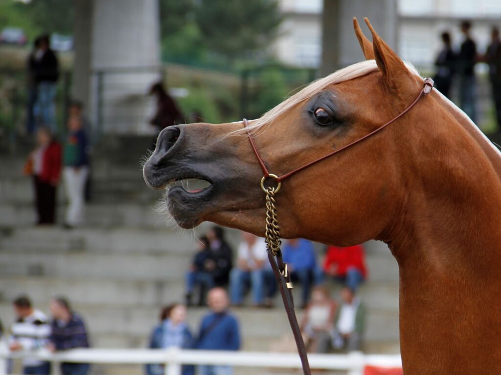 Qué significa escuchar un caballo relinchando en la madrugada